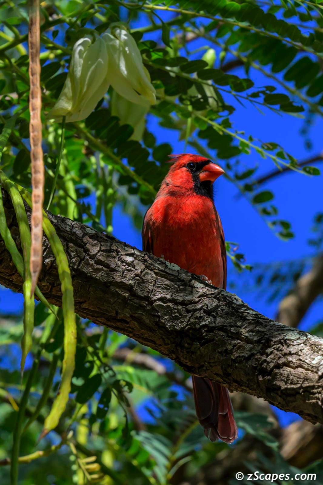 Kauai Garden Island | zScapes Adventures